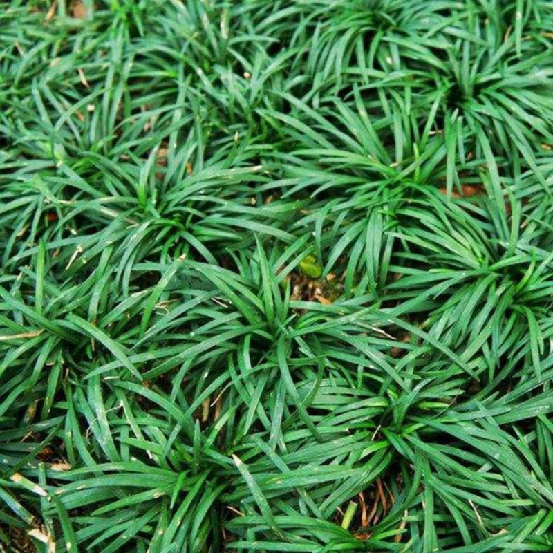 Jual Tanaman Kucai mini 500 pcs | Shopee Indonesia