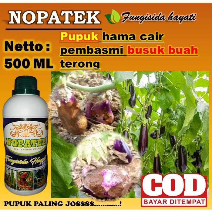 Jual New pupuk pembasmi hama busuk buah pada terong – pupuk paling joss ...