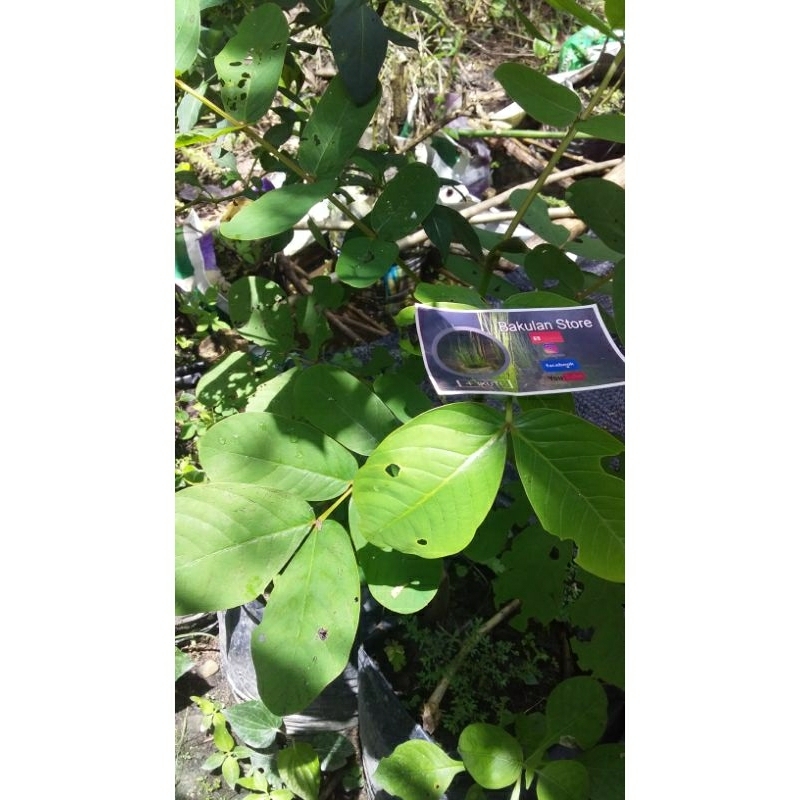 Jual Bakulan Store || Daun Ketepeng Perlembar ( 10 Gratis 2 ) | Shopee ...
