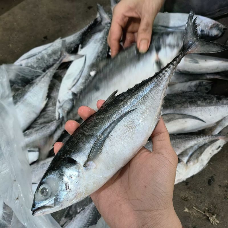Jual Ikan Tengkek Frozen (5 kg) | Shopee Indonesia