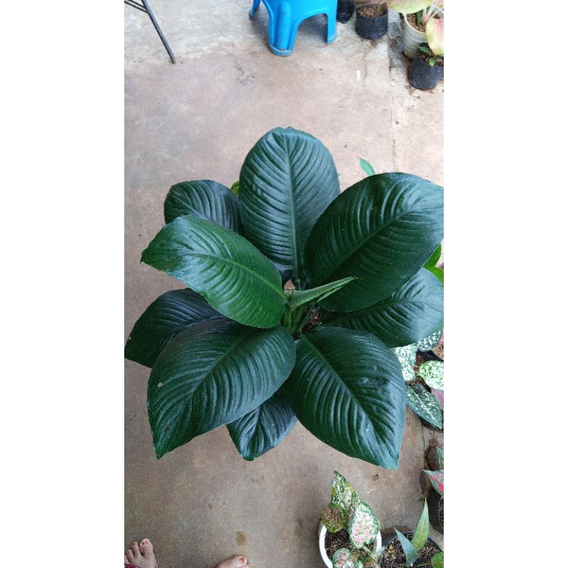 Jual pillo mataloa jumbo | Shopee Indonesia