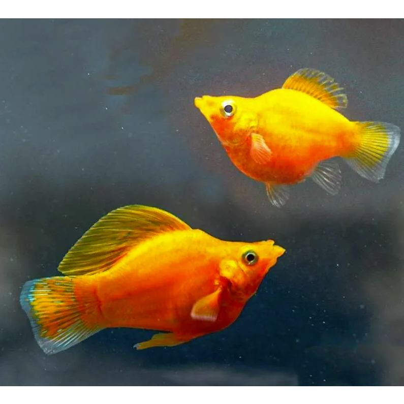 Jual Ikan Golden Molly / Molly Golden / Molly Sunkiss Sunkis Sunkist ...