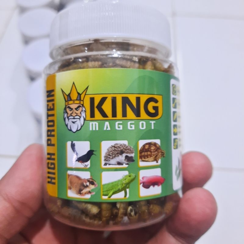 Jual KING MAGGOT BSF SUPER MAGGOT KERING DRY FRESH MAGGOT MAKANAN GECKO ...