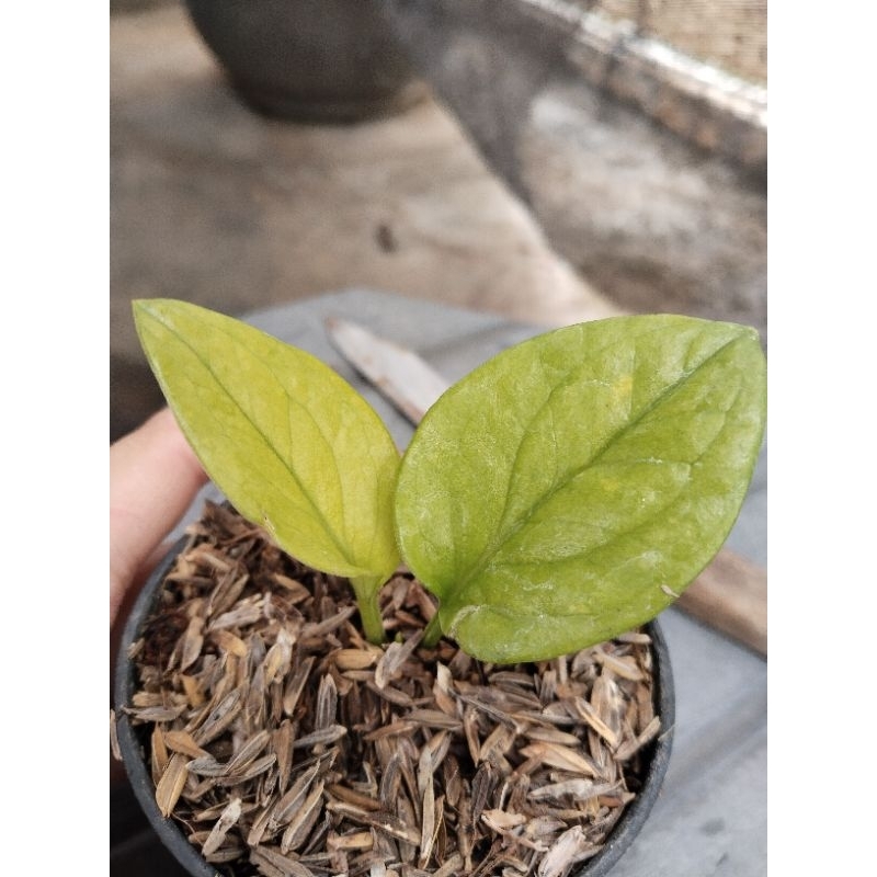 Jual anthurium jemani wayang varigata mint putih | Shopee Indonesia