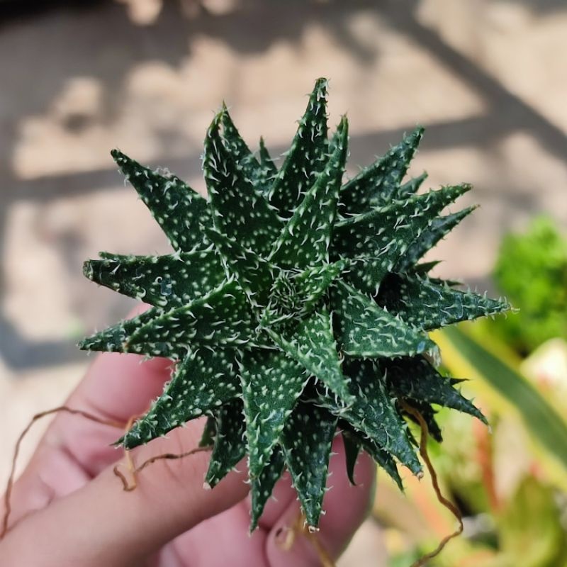 Jual Sukulen Aloe Pepe Haworthiodes | Aloe Cantik mMurah | Shopee Indonesia