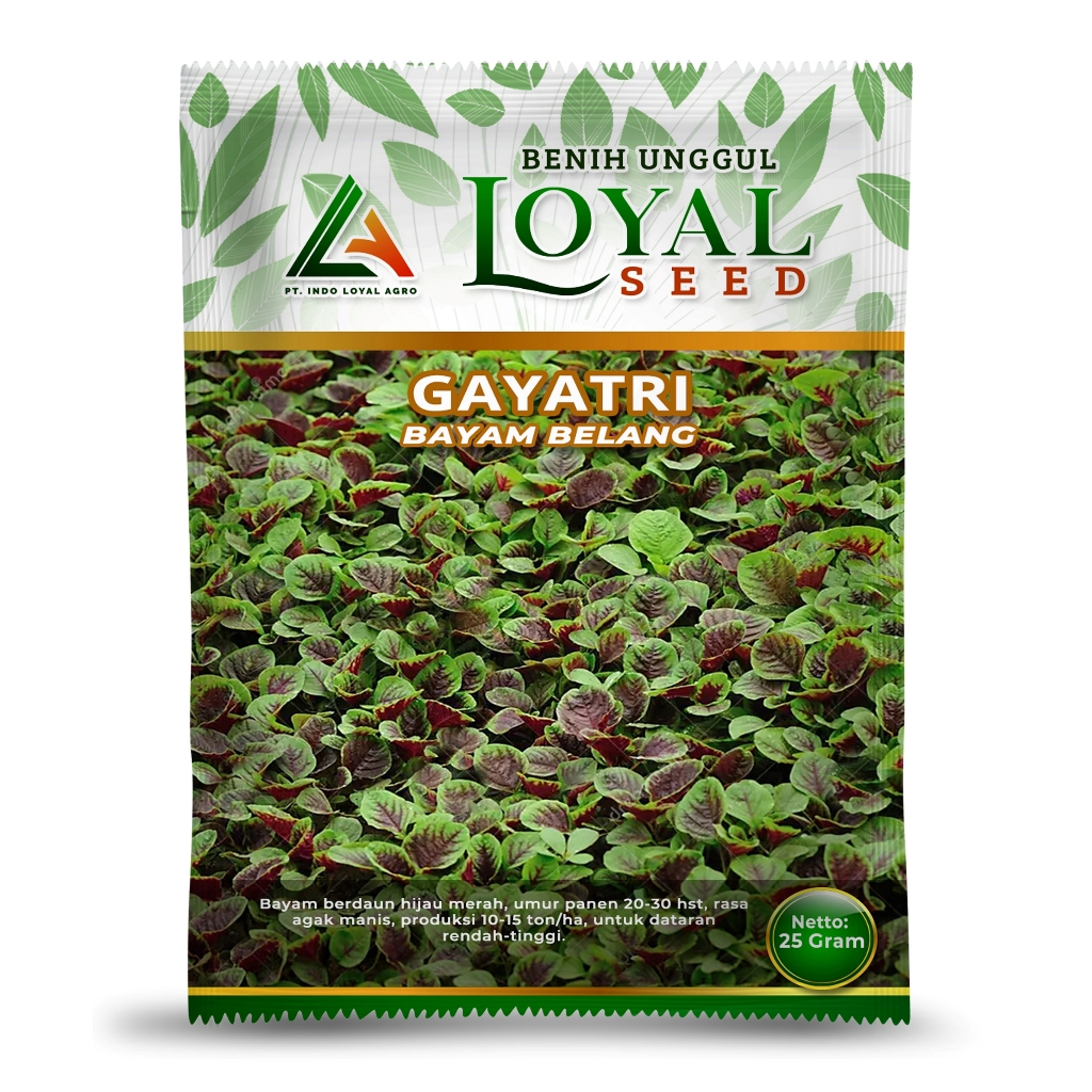 Jual BENIH BAYAM BELANG UNGGUL GAYATRI 25 GR CAP LOYAL SEED | Shopee ...
