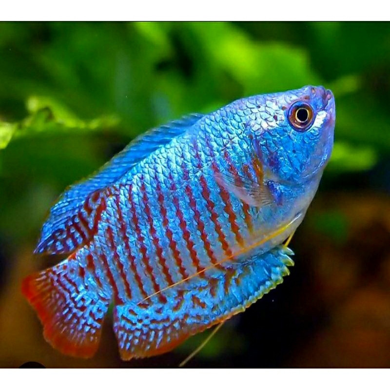 Jual Dekorasi Akuarium Sepat alius dasaran biru (Dwarf Gourami ...