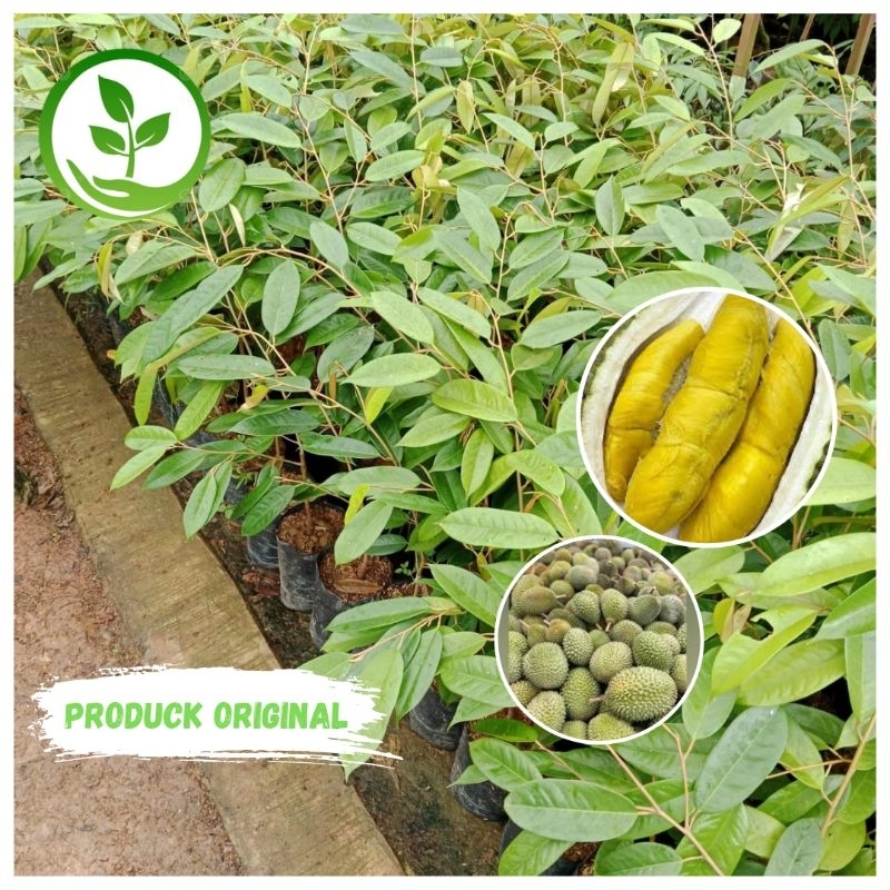 Jual Bibit Durian Bawor Asli Tanaman Buah Duren Bawor Okulasi Super Genjah | Shopee Indonesia