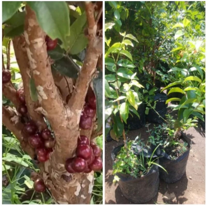 Jual bibit anggur pohon Brazil escarlate | Shopee Indonesia