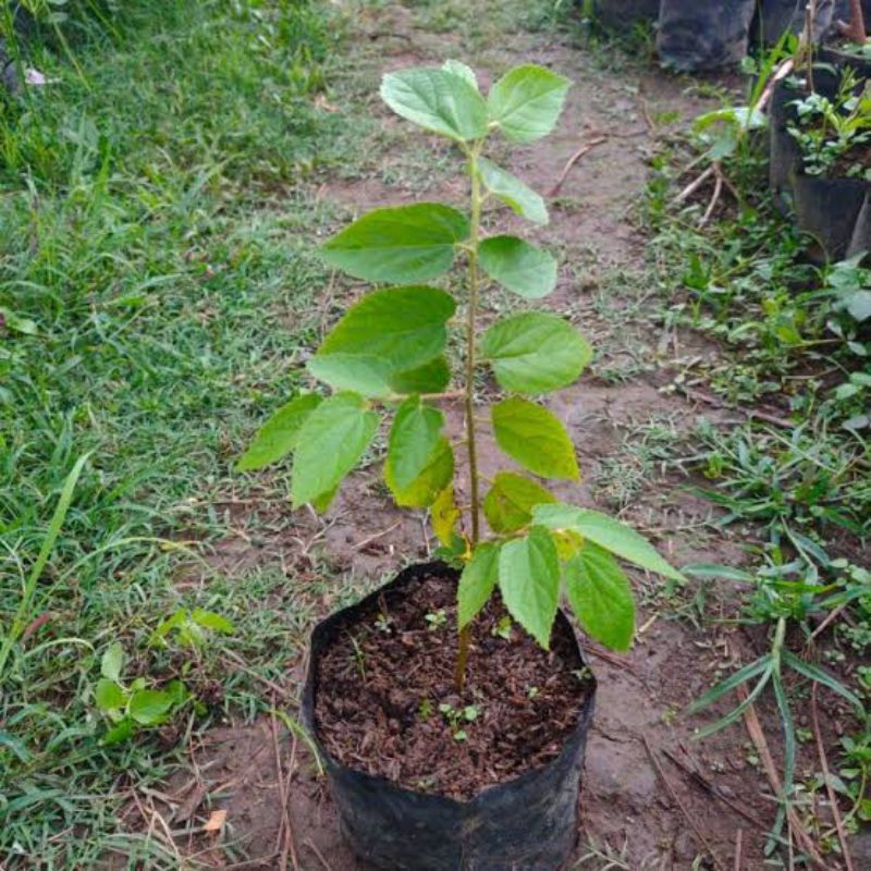 Jual bibit seri kersen pohon peneduh | Shopee Indonesia