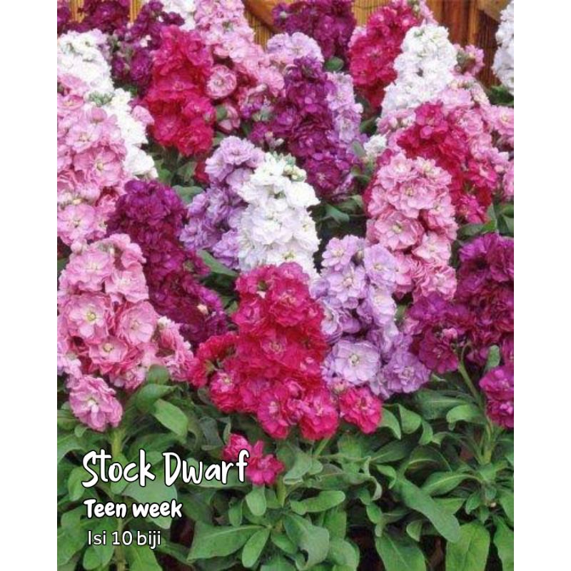 Jual Stocks Dwarf Ten Week benih | Shopee Indonesia