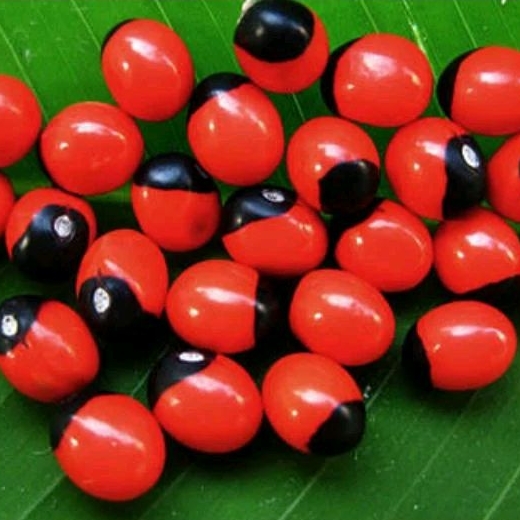 Jual Biji Saga Rambat, Biji Saga Merah Bintik Hitam, isi 50 butir ...