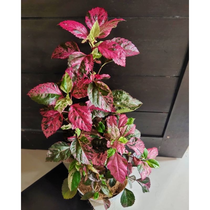 Jual tanaman hibiscus variegata/bunga sepatu variegata | Shopee Indonesia
