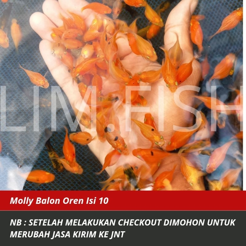 Jual Hiasan Aquarium Molly Balon Oren Isi 10 | Shopee Indonesia
