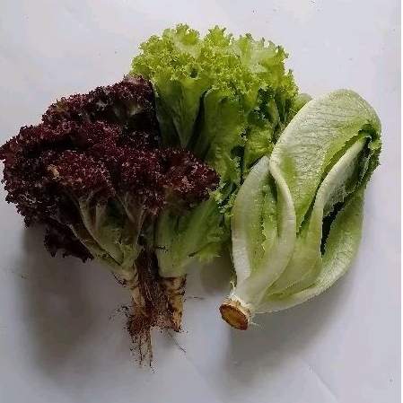 Jual sayur segar selada mix organik 250 gr | Shopee Indonesia