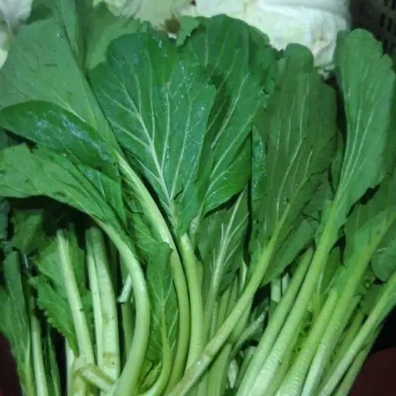 Jual caisim/sawi ijo 500gr | Shopee Indonesia