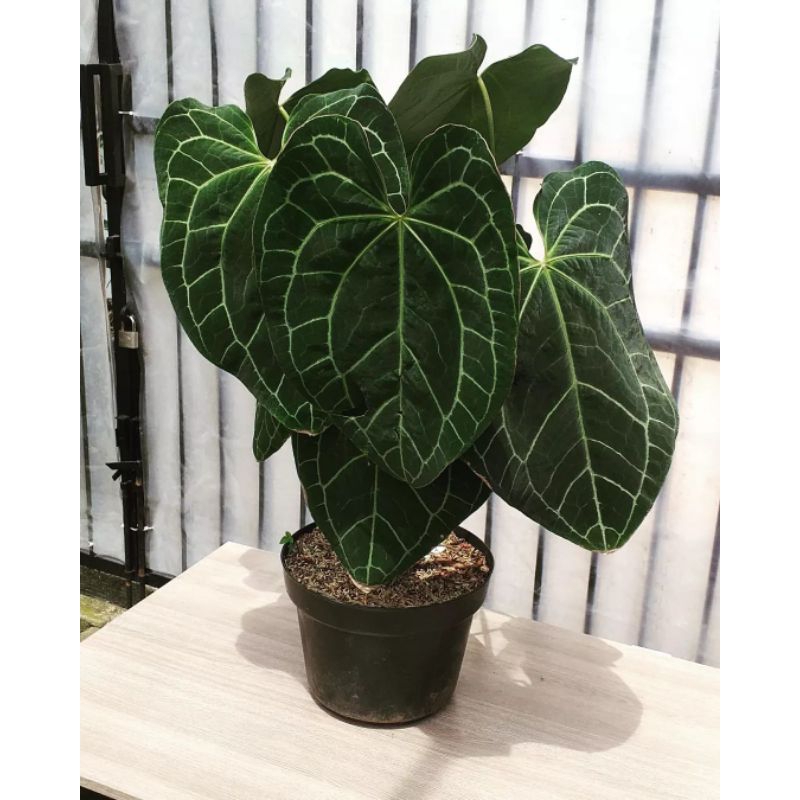 Jual ANTHURIUM KUPING GAJAH CRYSTALINUM / ANTHURIUM / KUPING GAJAH ...