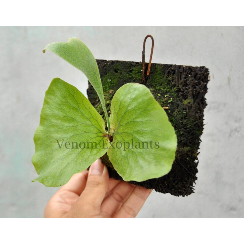 Jual VE1301 Platycerium stemaria Laurentii tanaman simbar paku tanduk ...