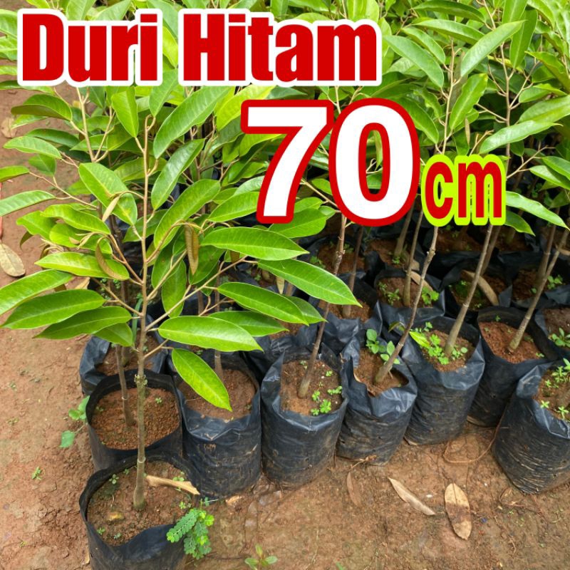 Jual OCHE ATAU DURI HITAM 70cm Up. sudah bercabang hasil okulasi asli ...