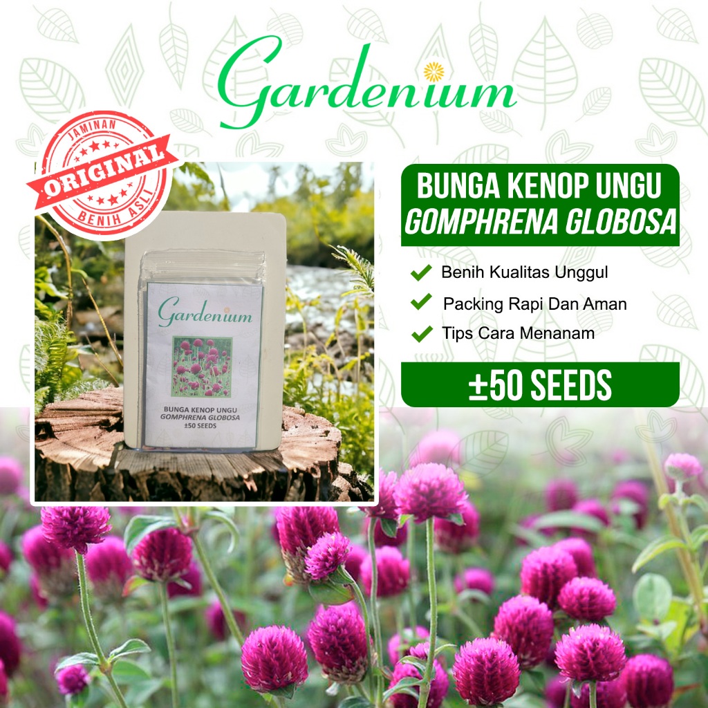 Jual GARDENIUM Benih Bunga Kenop Ungu - Gompherna Globosa Tanaman Bunga ...