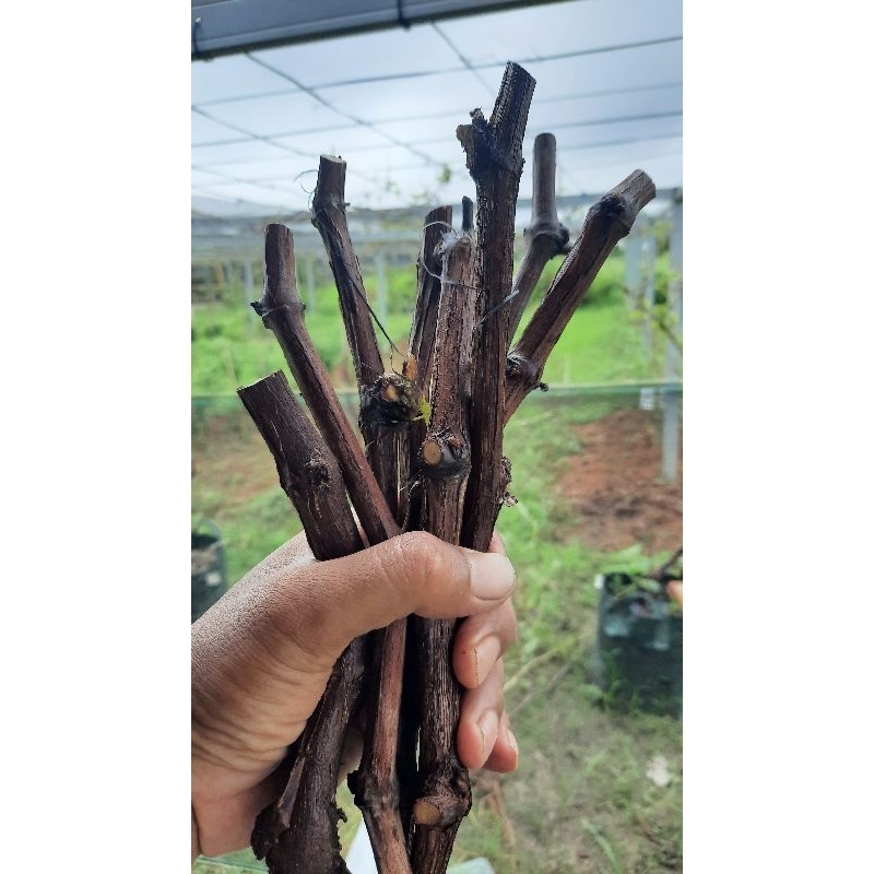 Jual cutting stek anggur jenis import fresh | Shopee Indonesia