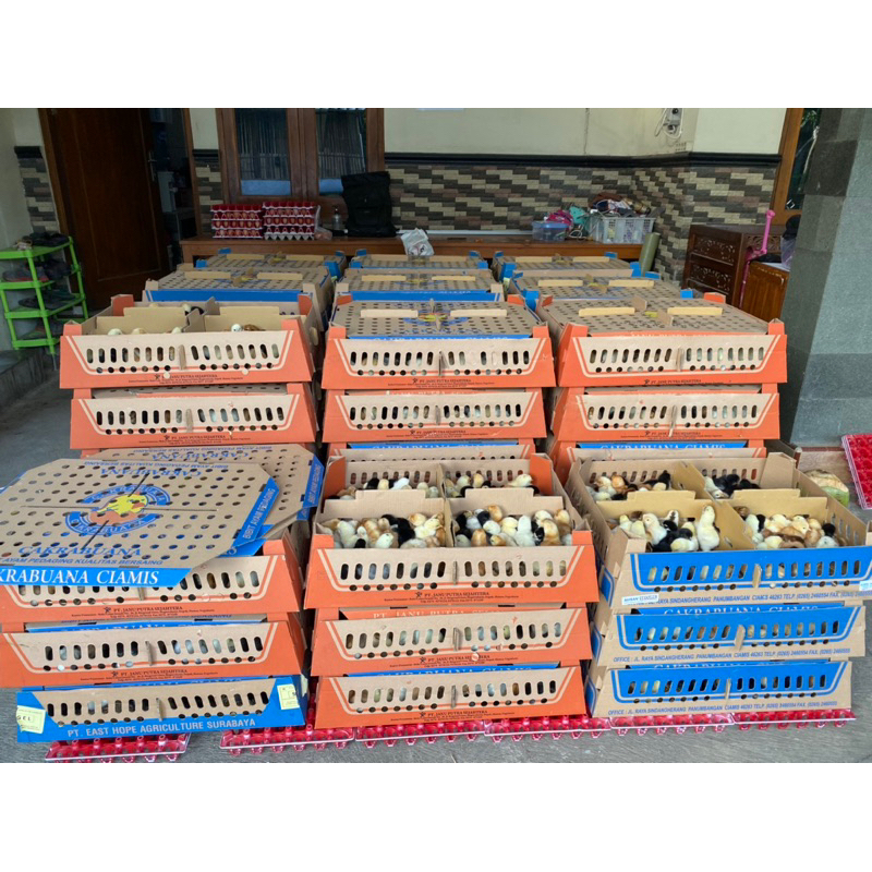 Jual Doc ayam jawa super(joper) | Shopee Indonesia