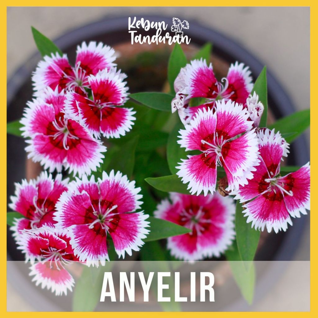 Jual Tanaman Bibit Bunga Anyelir Dianthus Diantus Bicolor Hybird ...