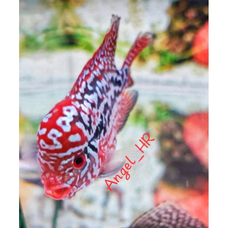 Jual HR-Progresan red king kamfa f2 super thailand grade vvip | Shopee ...