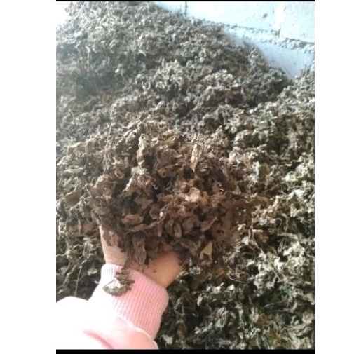 Jual DAUN CINCAU HITAM SUPER | JANGGELAN KERING | BAHAN CINCAU HITAM ...