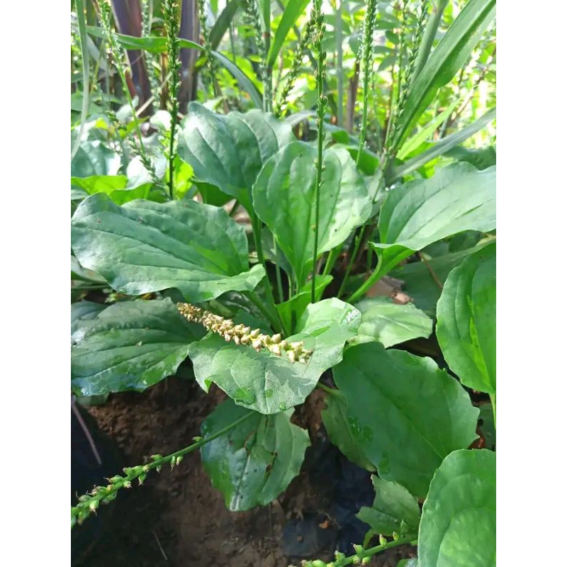 Jual Daun Ki Urat Segar / Daun sendok 250gr | Shopee Indonesia