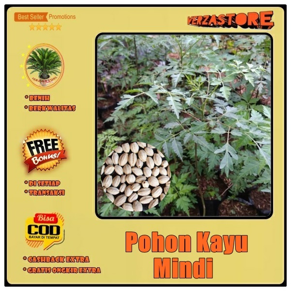 Jual biji benih pohon kayu mindi / 5 biji | Shopee Indonesia