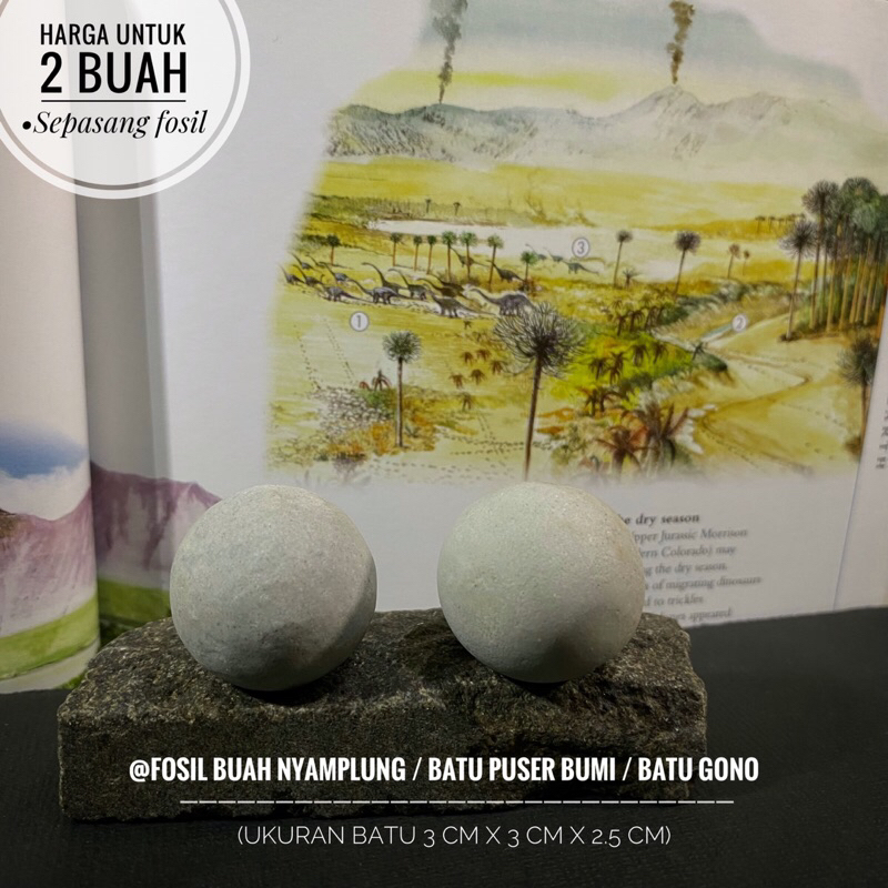 Jual Fosil Buah Nyamplung Purba G3 atau Batu Puser Bumi atau Batu Gono ...