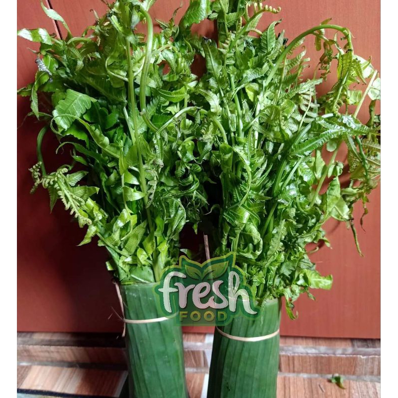 Jual Pakis Sayur Daun Paku Sayur Segar 250gr Daun Pakis Muda Sayuran ...
