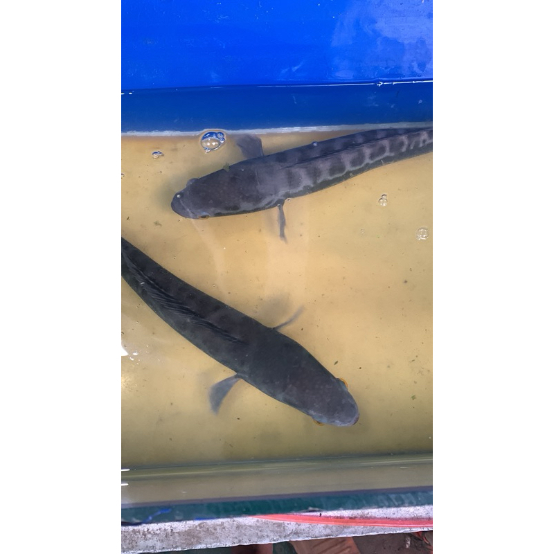 Jual gabus toman ukuran 40-43cm | Shopee Indonesia