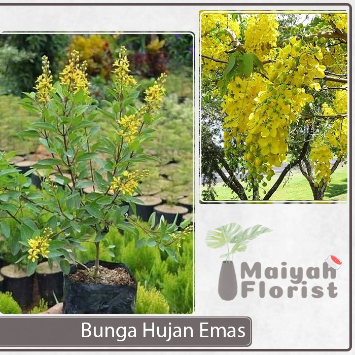 Jual Tanaman Hias Bunga Hujan Emas - Galphimia Glauca | Shopee Indonesia