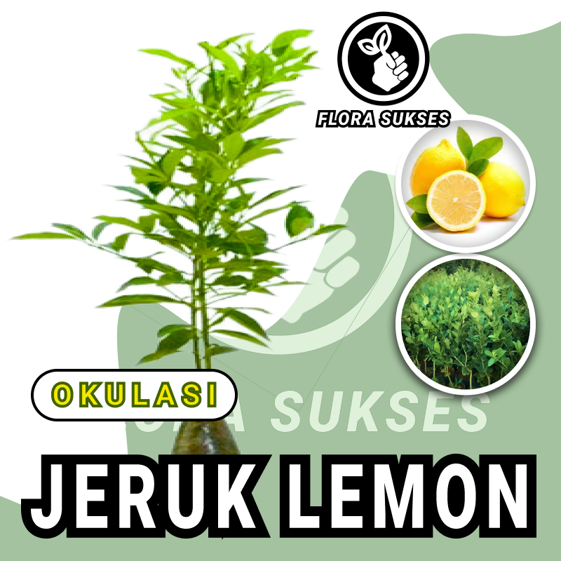 Jual Bibit Tanaman Jeruk Lemon California Bibit Jeruk Lemon Jumbo ...