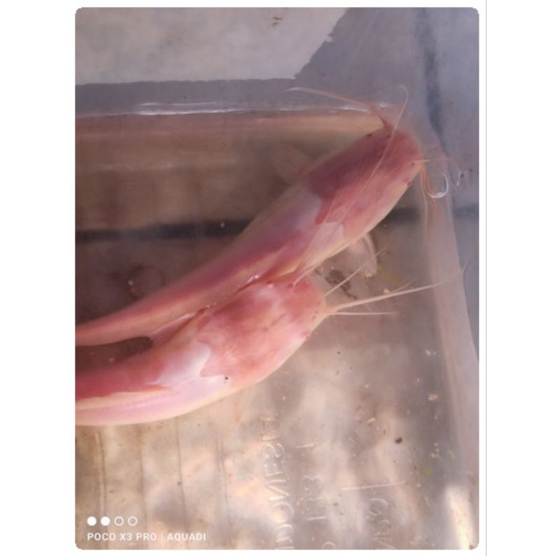 Jual Ikan Lele Putih Albino 10-15 cm | Shopee Indonesia
