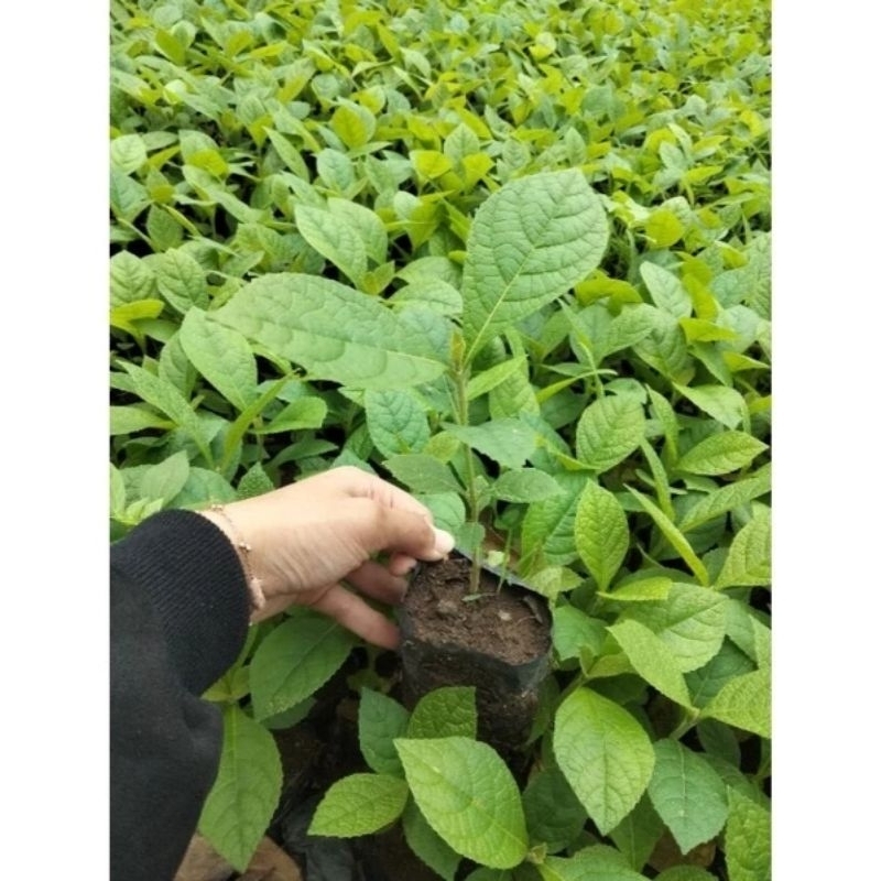 Jual Bibit pohon jati super ungul | Shopee Indonesia