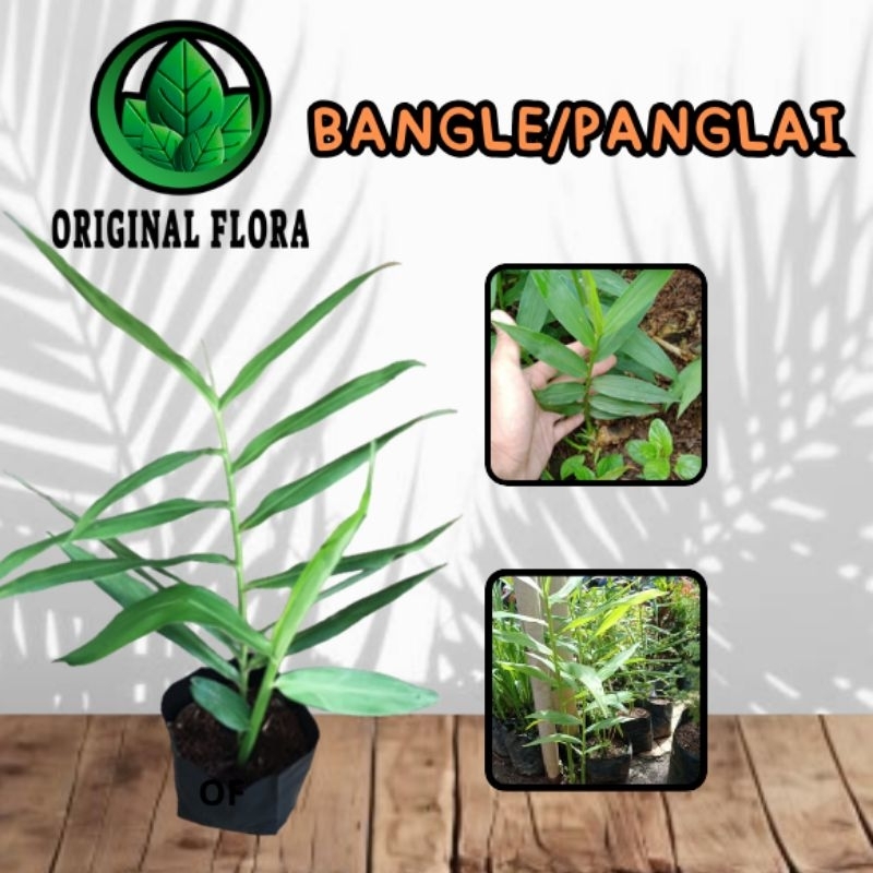 Jual Bibit Bangle Tanaman Bangle Pohon Bangle Tanaman Obat Bangle ...