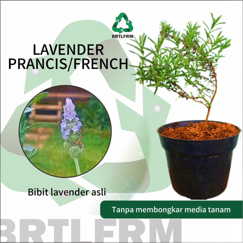 Jual Bibit Lavender french dan inggris ukuran sedang | Shopee Indonesia
