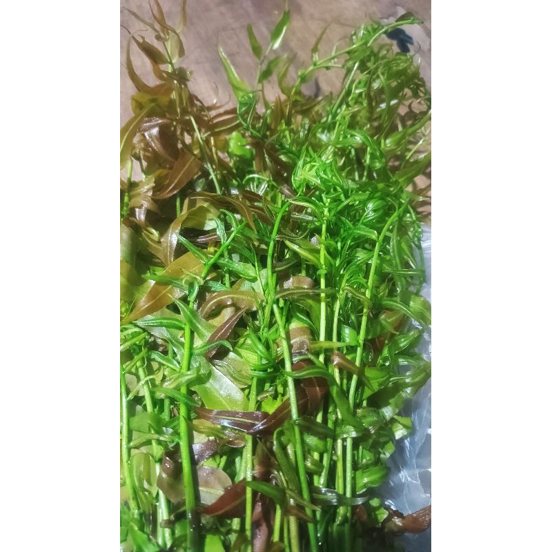 Jual Sayur Pakis Merah Segar Kampung Pontianak | Shopee Indonesia