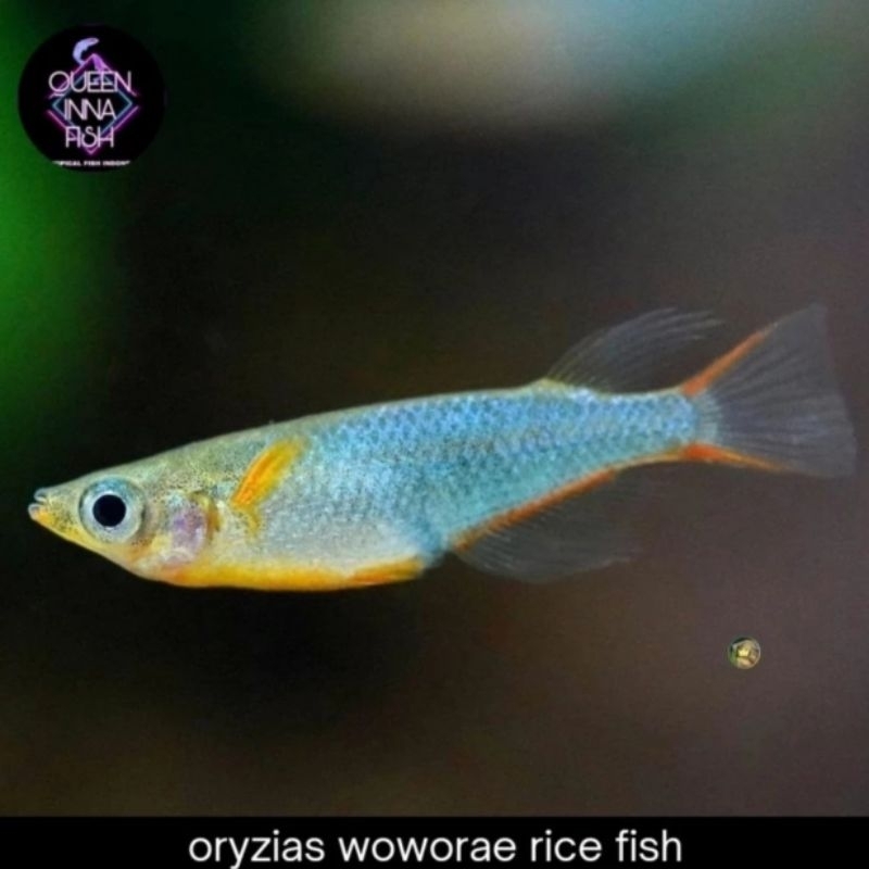 Jual Oryzias Woworae Latipes | Japanes Rice Fish | Ikan Hias ...