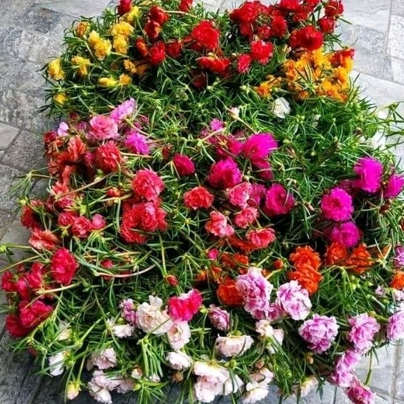 Jual STEK BIBIT BUNGA KROKOT DENGAN WARNA MENAWAN (Stek Sehat) | Shopee ...