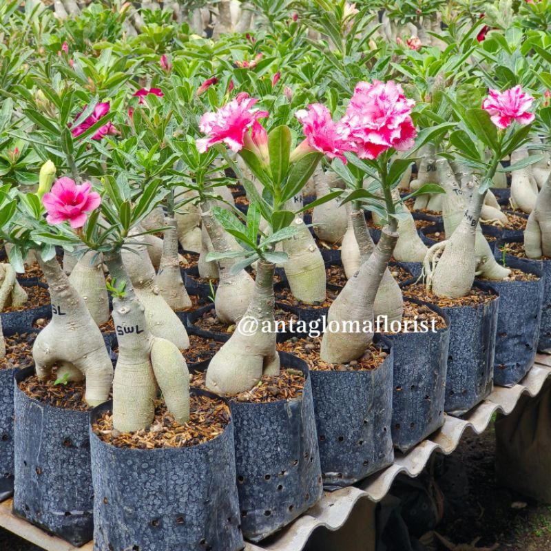 Jual Paket 6 Pohon (Size A) Adenium Bunga Tumpuk Grafting | Shopee ...