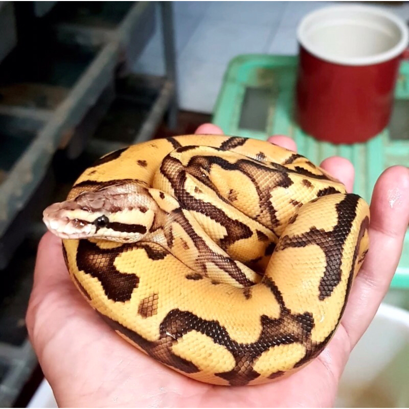 Jual Ball Python Super Pastel Fire Specter,,Unsex | Shopee Indonesia