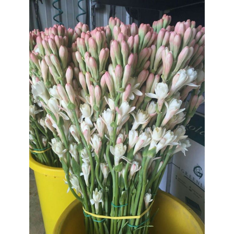 Jual Shine Florist Bunga Potong Sedap Malam Asli Wangi Dan Segar