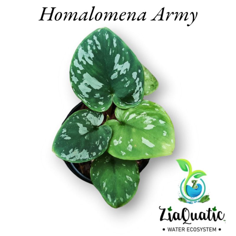 Jual Homalomena Army "Mini" - Tanaman Hias Paludarium Terrarium ...
