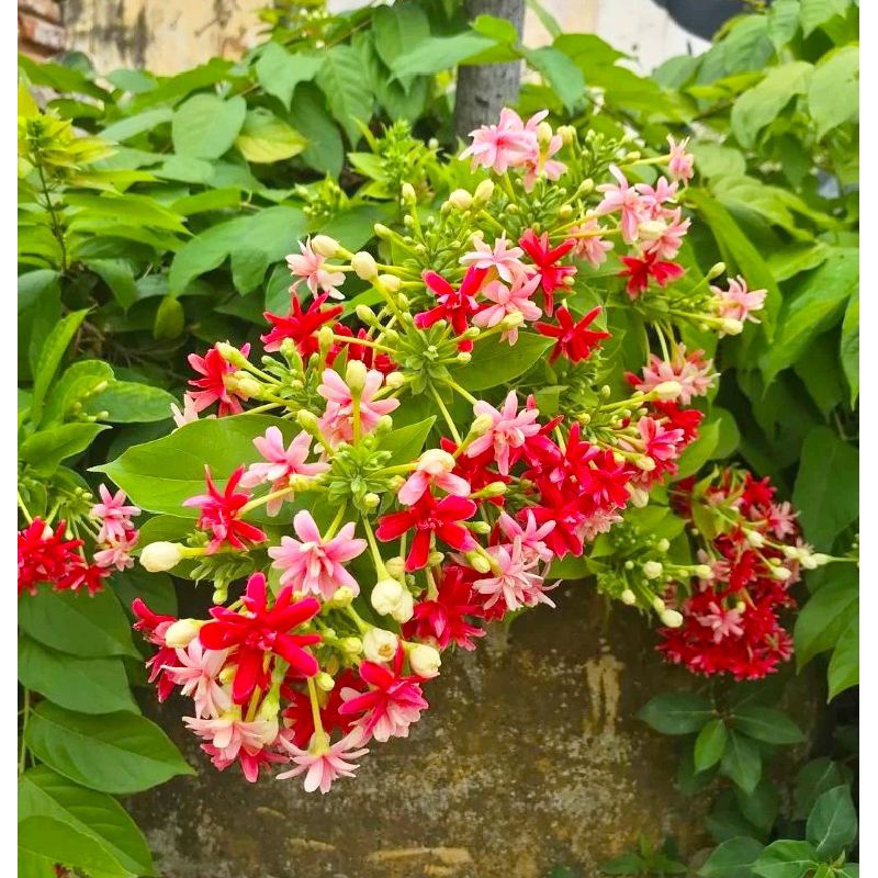 Jual TANAMAN MELATI BELANDA | Shopee Indonesia