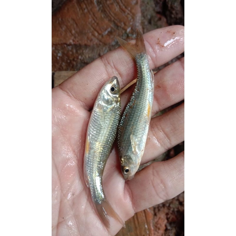 Jual ikan wader | Shopee Indonesia