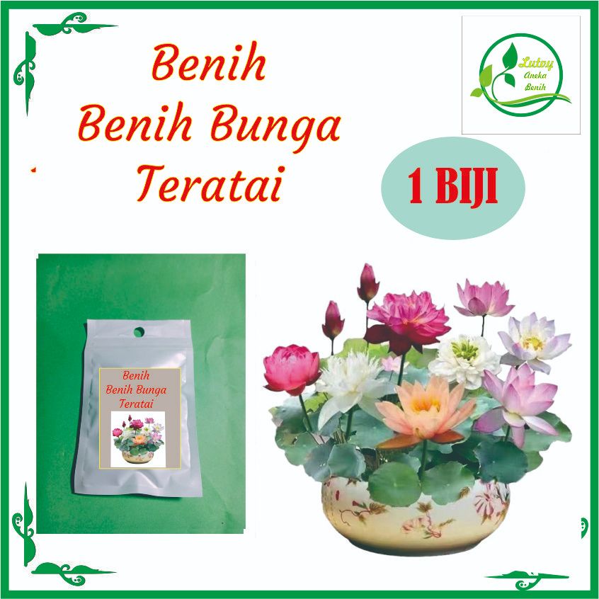Jual BENIH BUNGA TERATAI ISI 1 BIJI | Shopee Indonesia